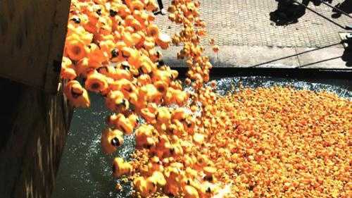 Adopt a duck!