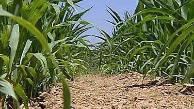 Ky. crops take beating from heat, drought