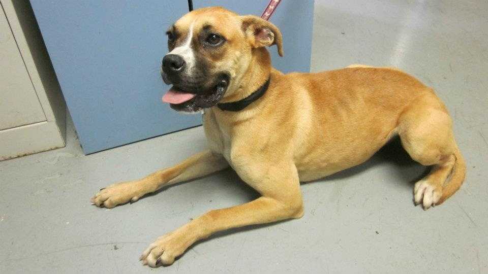 Animal shelter overwhelmed with abandoned animals
