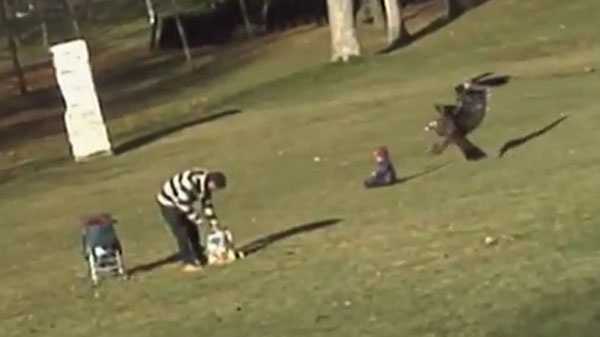 Real or fake? Bird grabs toddler in Montreal park