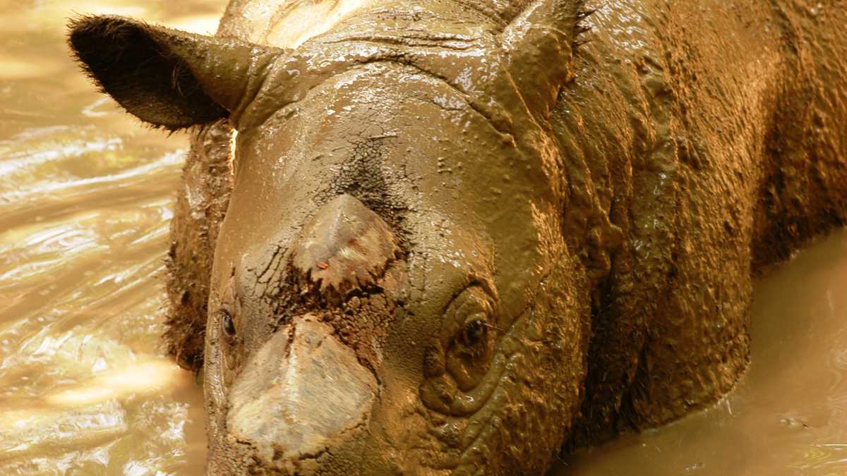 Sumatran rhino euthanized at Cincinnati Zoo