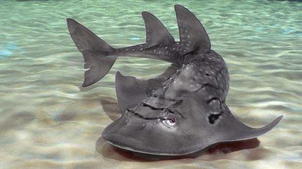 More shark rays at Newport Aquarium this weekend