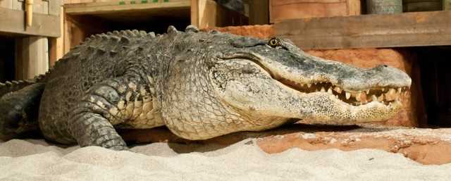 Images 800 Pound Gator Mighty Mike Returning To Newport Aquarium