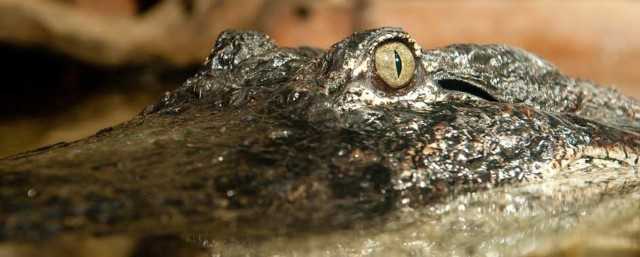 Images 800 Pound Gator Mighty Mike Returning To Newport Aquarium