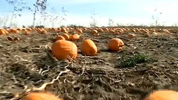 Going for the record at Operation Pumpkin