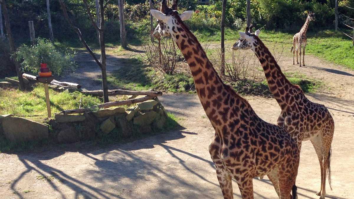 Zoo's newest giraffe turns 1 this weekend
