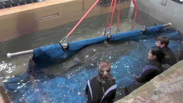 Photos: Zoo bids goodbye to manatee, hello to another