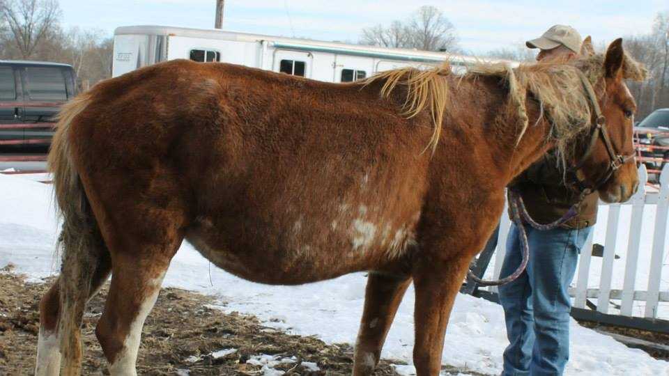 Photos: Emaciated horses removed from farm