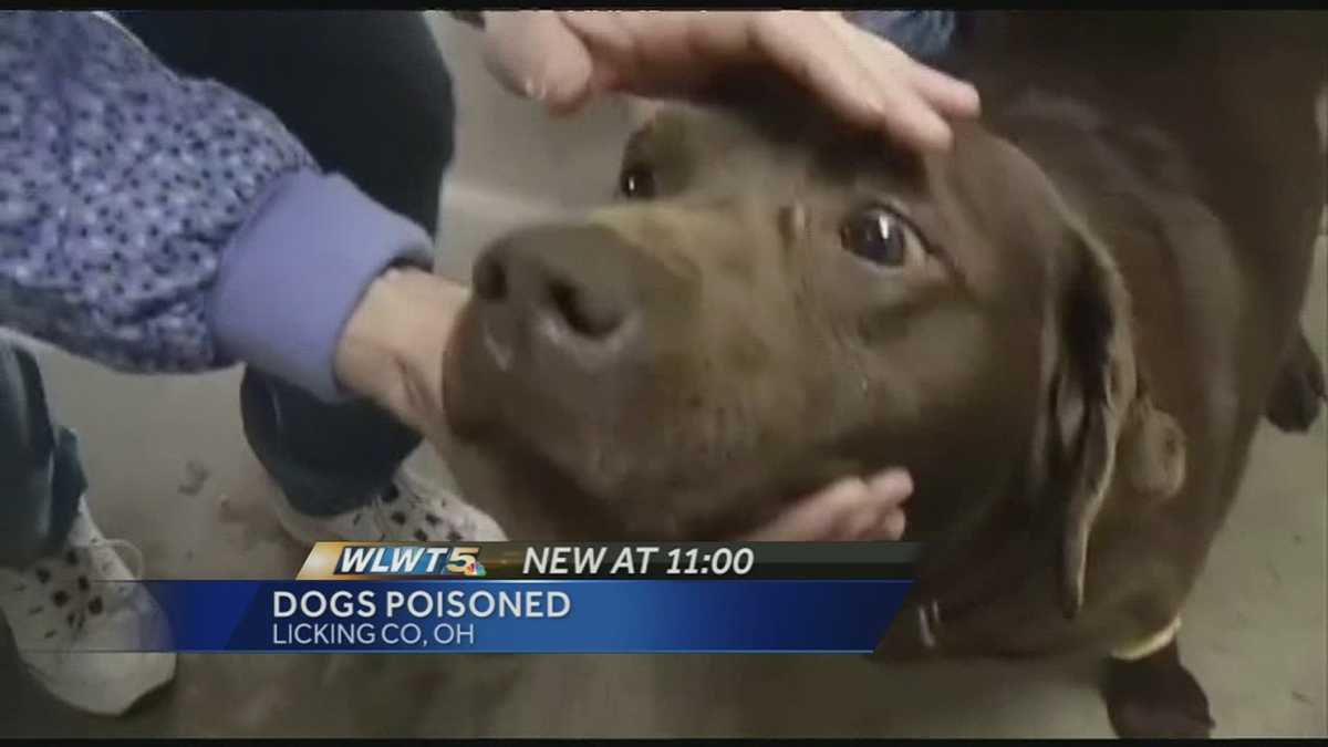 Vet uses intravenous vodka remedy for 17 poisoned dogs