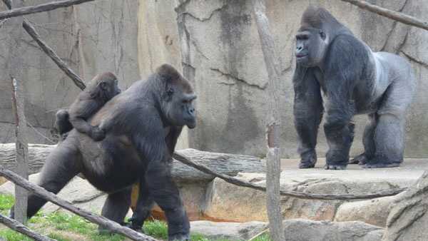 Male silverback successfully introduced to baby Gladys' family group