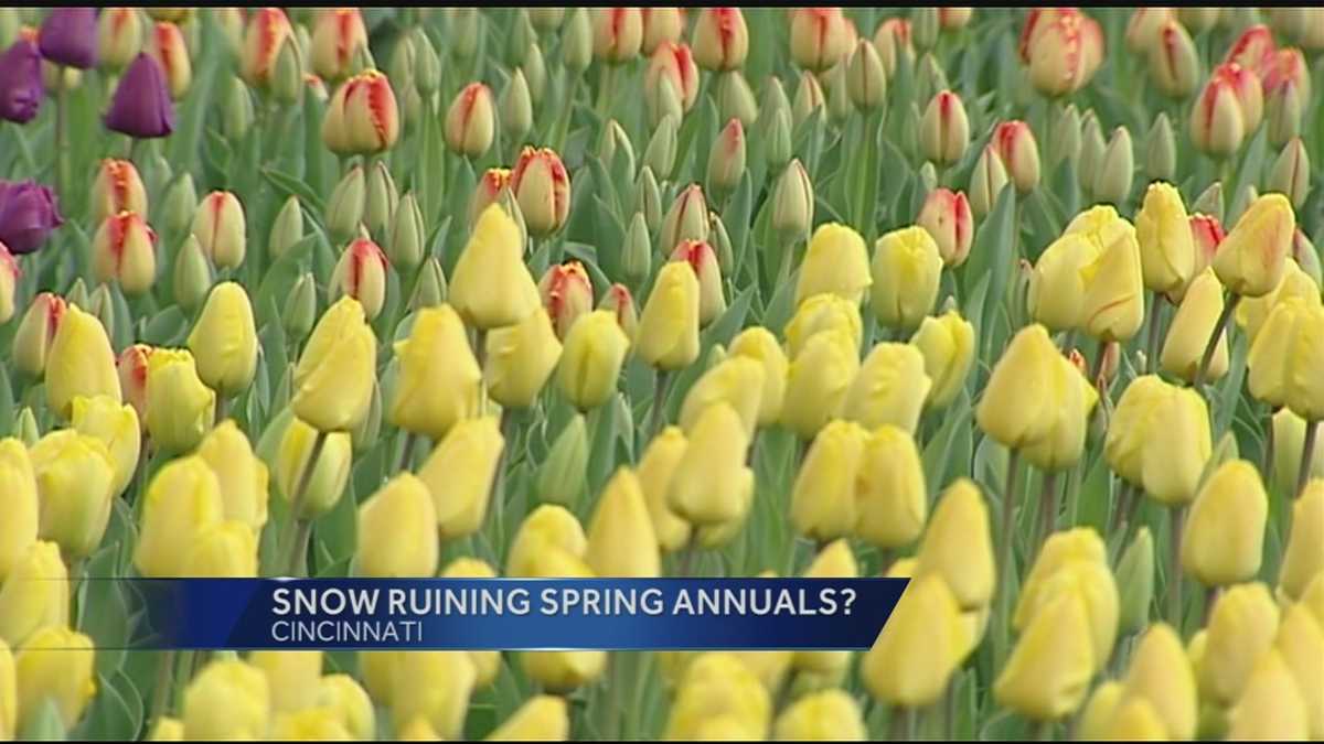 What will spring freeze Tuesday mean for your blooming plants?