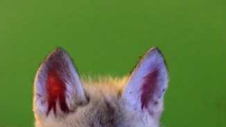 Red Wolf Wildlife Sanctuary's new wolf puppies