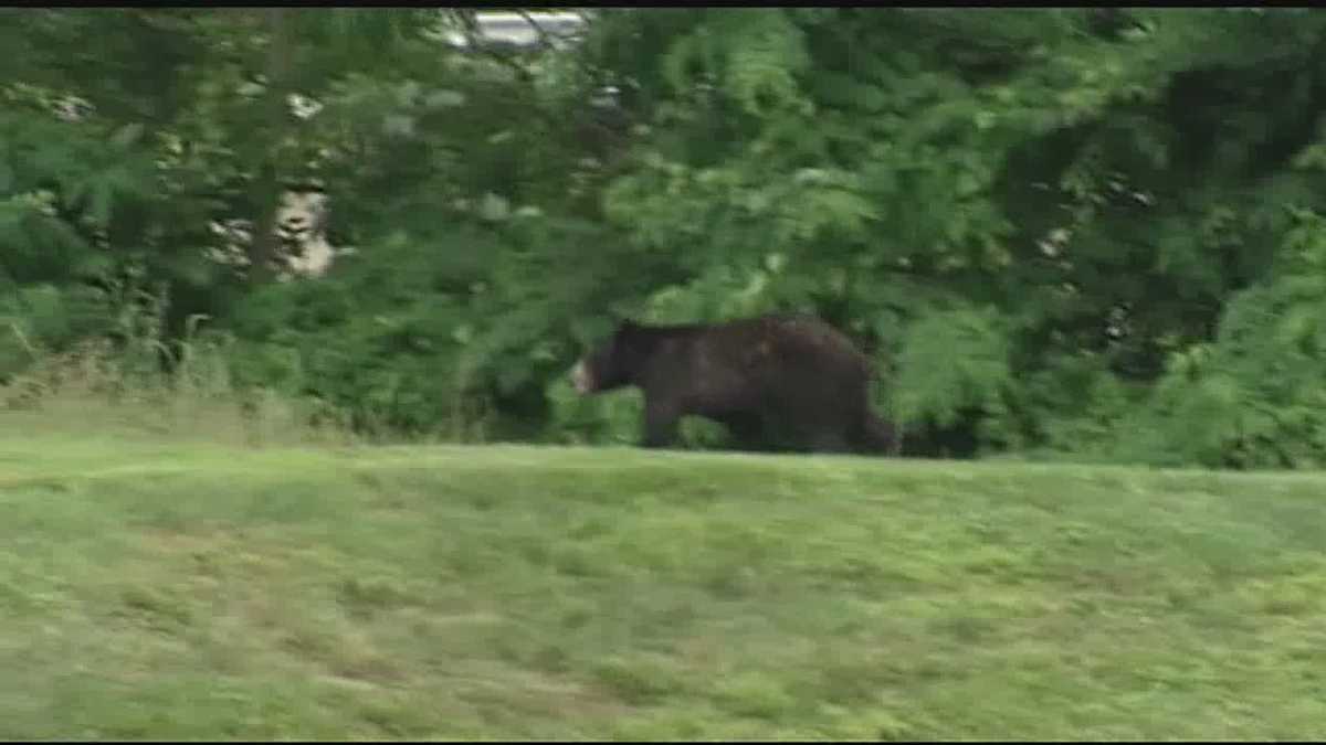Images: Roaming black bear spotted around Tri-State
