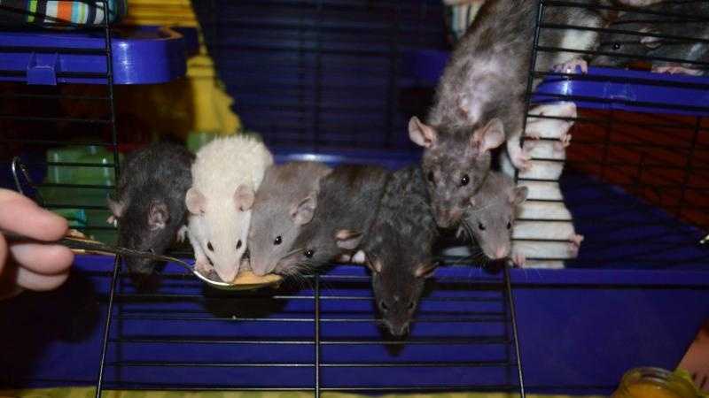 Photos: Rats rescued from apartment