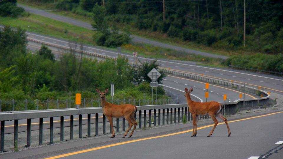 Ohio deer-related crashes down in 2013