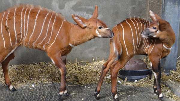 Bongo calves born at Cincinnati Zoo