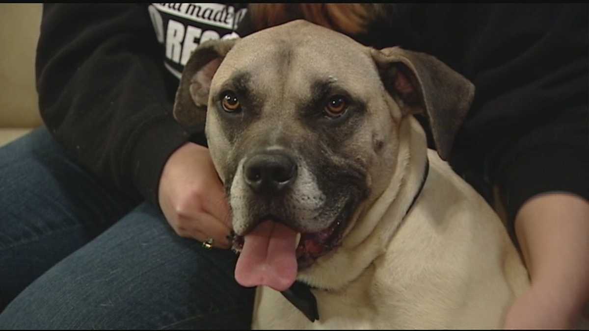 Search for K-9 Karson turns up 7 other lost dogs