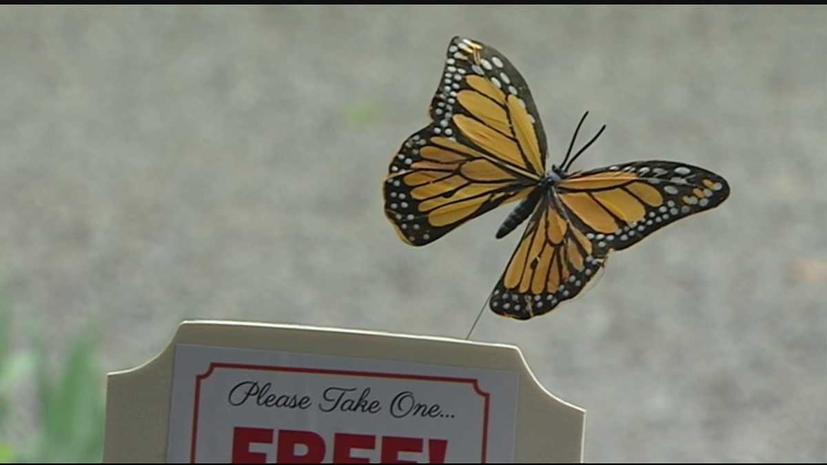 Helping butterflies on Earth Day