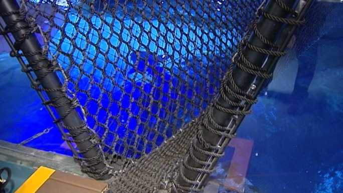 Newport Aquarium's Shark Bridge opens Thursday