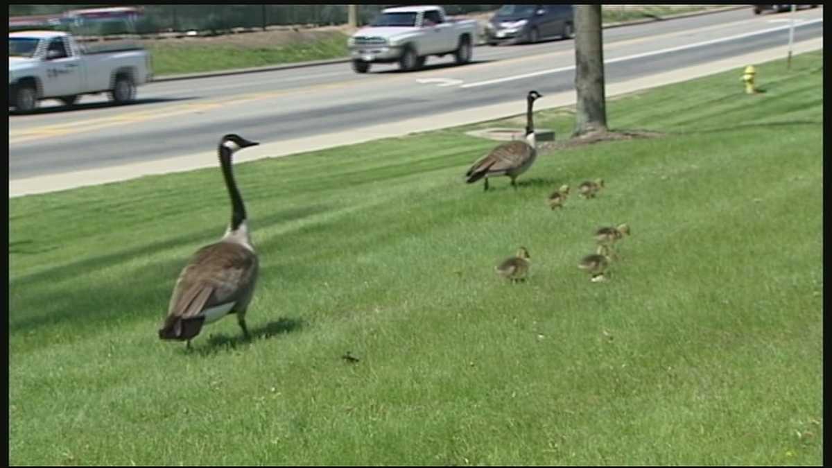 Cincinnati company sells flashing light to help rid yards of geese