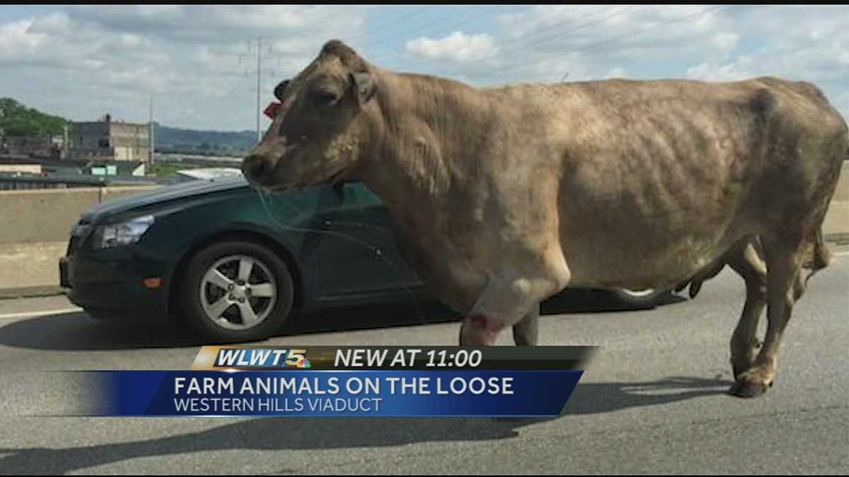 Cow, pig run amok in separate instances across Cincinnati Cow, pig run amok in separate instances across Cincinnati