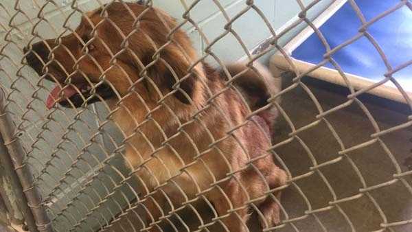 Images: Adoptable pets at Boone County Animal Shelter