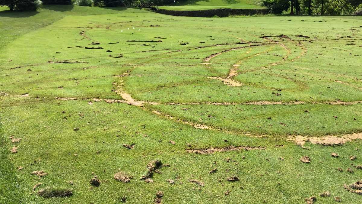 Driver accused of causing up to $100k damage to golf course