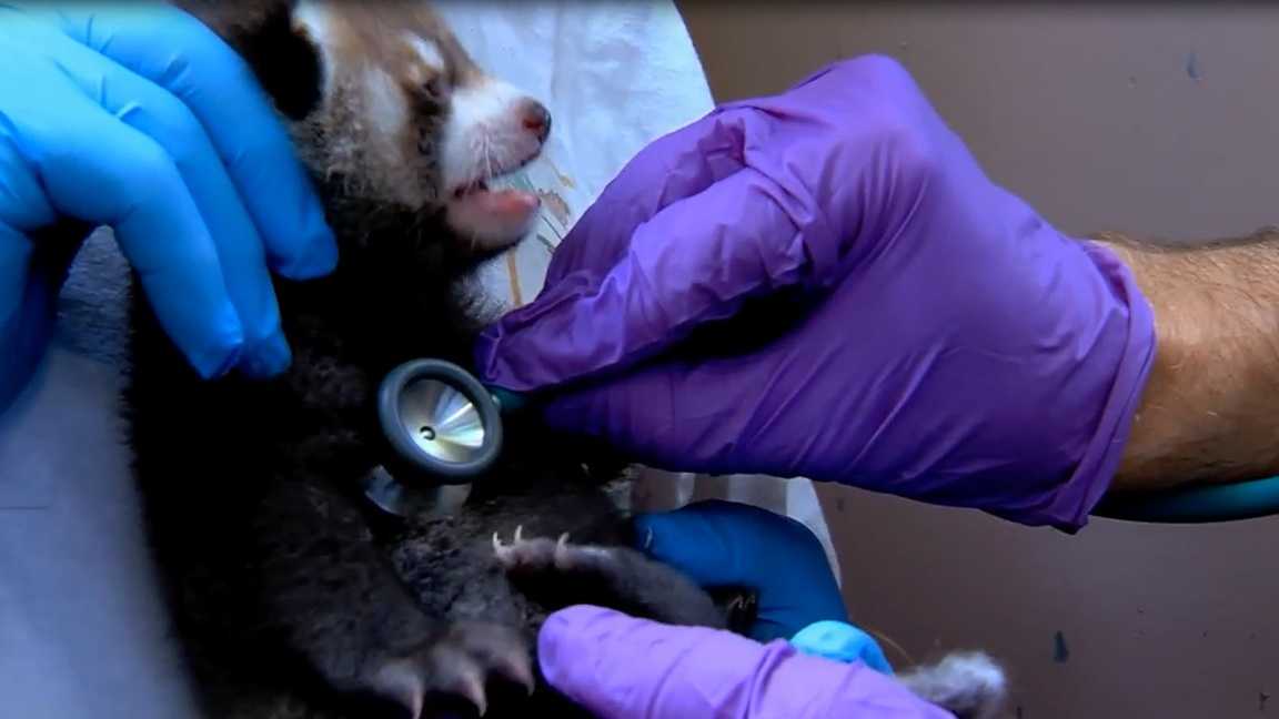 Baby red pandas get first check-up at Cincinnati Zoo