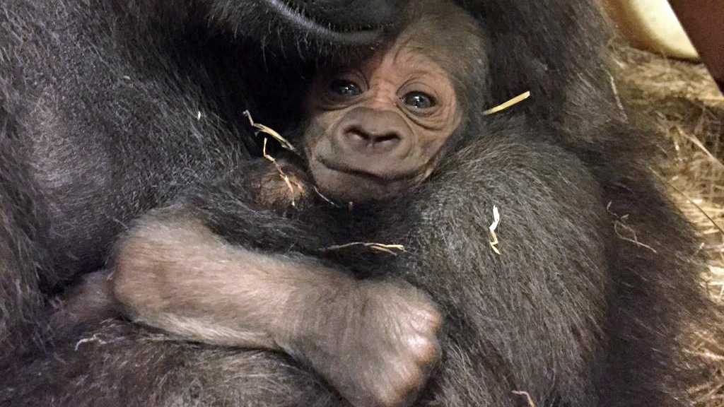 Cincinnati Zoo gorilla gives birth to baby girl