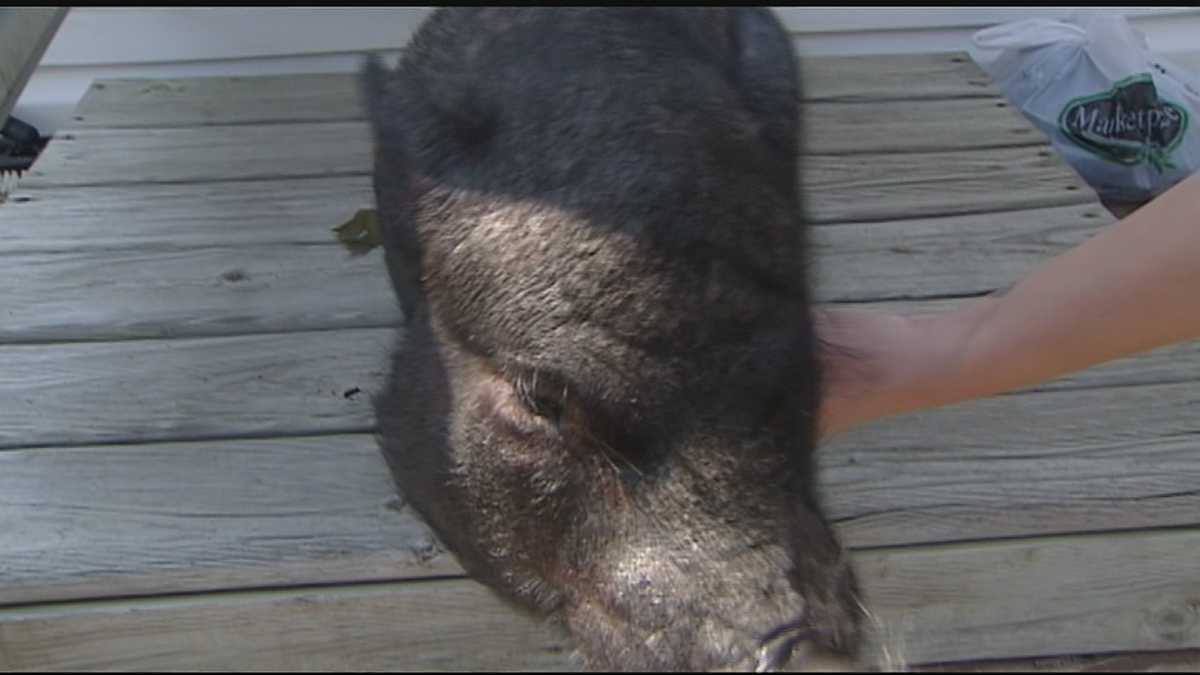 Falmouth police: Pet pot-bellied pig has to go