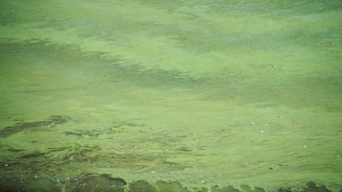 Ohio River's huge algae bloom a warning for water suppliers