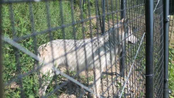 Images: Red Wolf Sanctuary animals