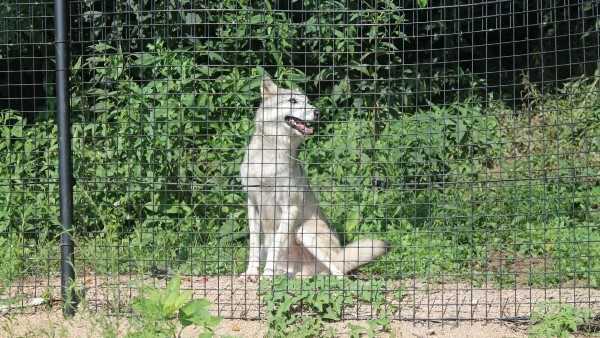 Images: Red Wolf Sanctuary animals