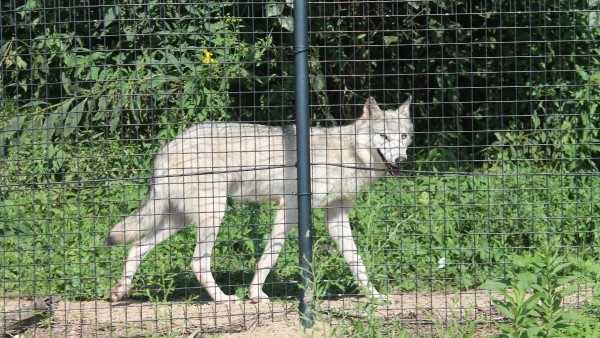 Images: Red Wolf Sanctuary animals