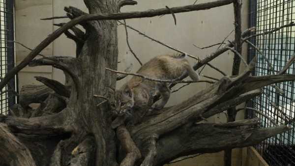 Images: Red Wolf Sanctuary animals