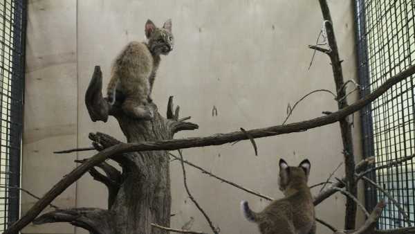 Images: Red Wolf Sanctuary animals