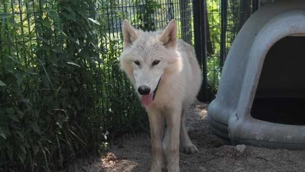 Images: Red Wolf Sanctuary animals
