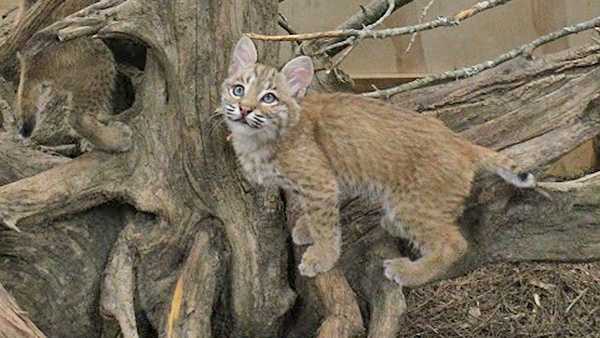 Images: Red Wolf Sanctuary animals