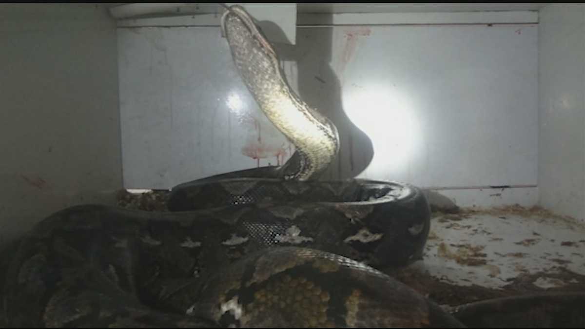 Newport officers rescue store owner being attacked by 20-foot python
