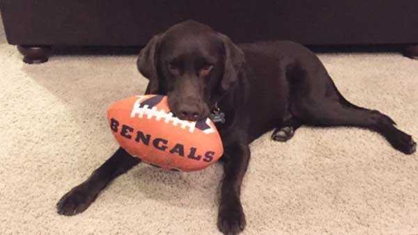 Photos: Bengals players and their dogs