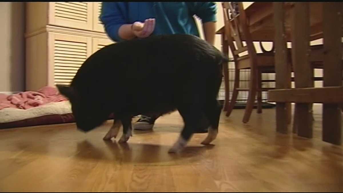 Pig found in Fairfield Township dumpster headed to forever home