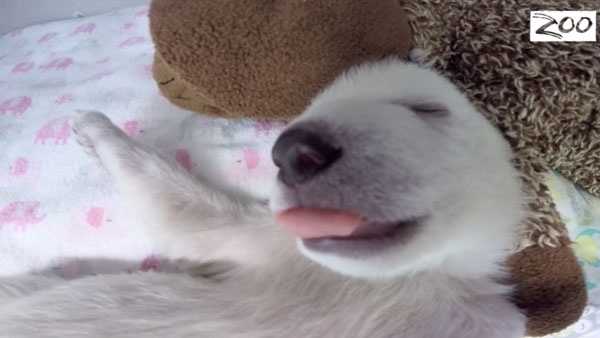 Ohio zoo shares video of polar bear cub snoozing with stuffed animal