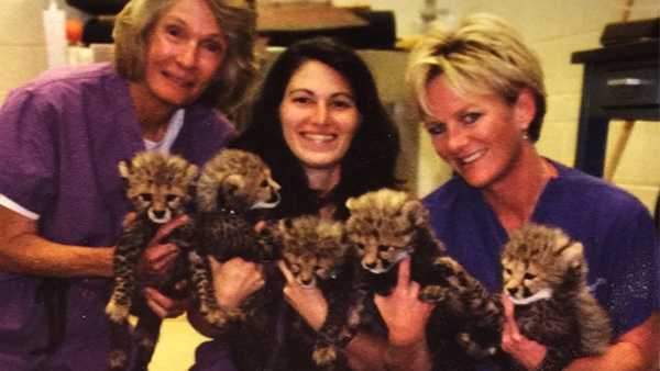 Remembering Sarah, the world's fastest cheetah