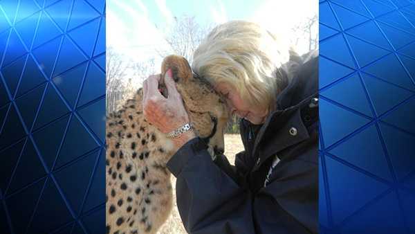 Remembering Sarah, the world's fastest cheetah