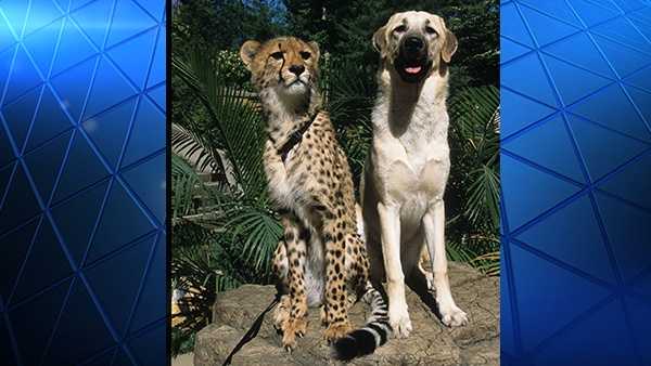 Remembering Sarah, the world's fastest cheetah