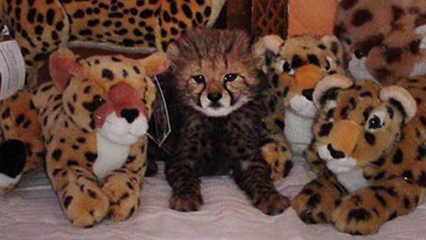 Remembering Sarah, the world's fastest cheetah