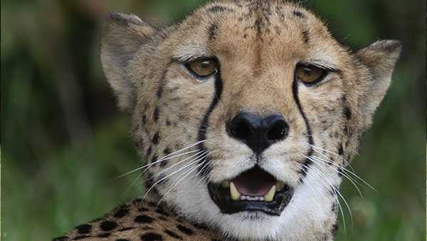 Remembering Sarah, the world's fastest cheetah