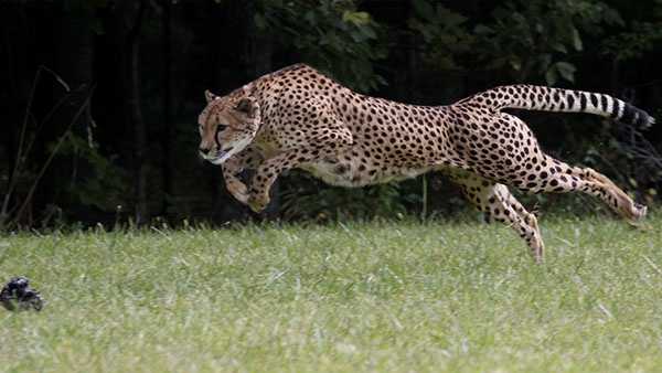 Remembering Sarah, the world's fastest cheetah