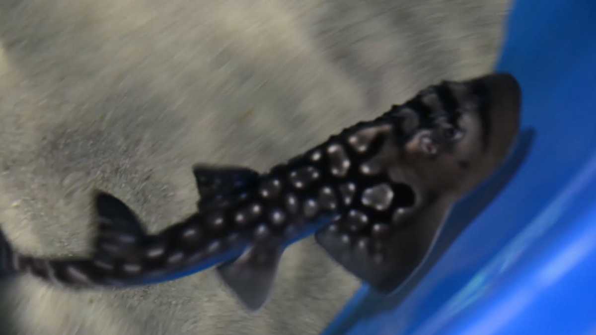 Newport Aquarium shark ray pups