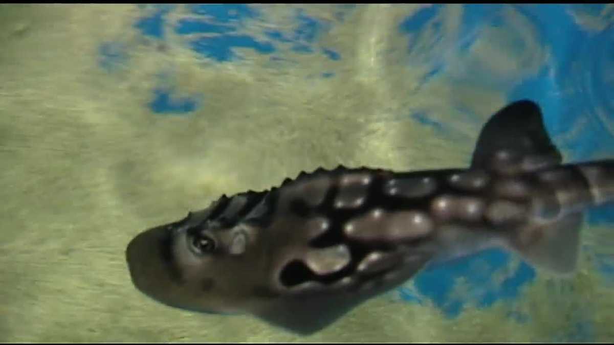 First glimpse at Newport Aquarium’s shark ray pups